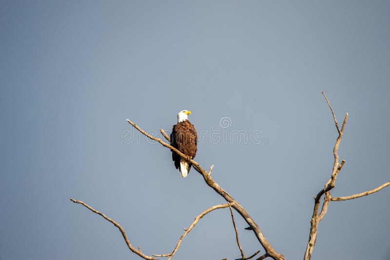 Low Angle Shot of a Majestic Bald Eagle Perched on a Dead Tree Limb ...