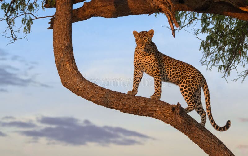 Low Angle Shot of a Majestic Leopard Standing on a Tree in the African ...