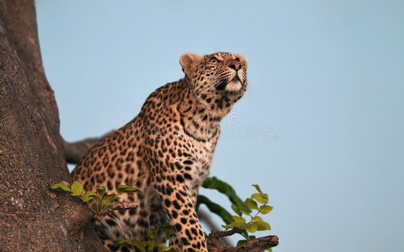 Low Angle Shot of a Majestic Leopard Standing on a Tree in the African ...