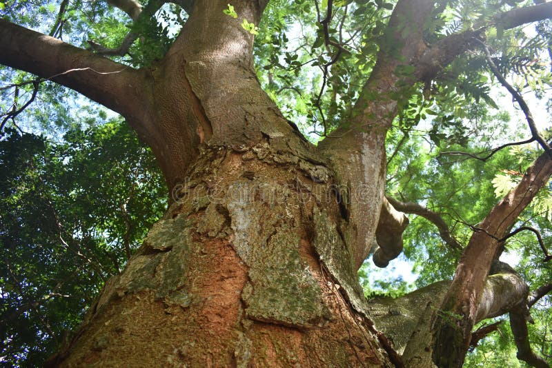 Low-angle Shot of a Majestic Tree with Large Branches Stock Image ...