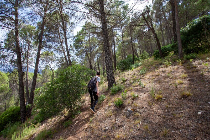 Low Angle Shot of a Male Silhouette Walking in the Woods Stock Photo ...