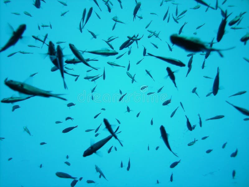Low Angle Shot of Many Small Fishes in the Deep Water Stock Photo ...