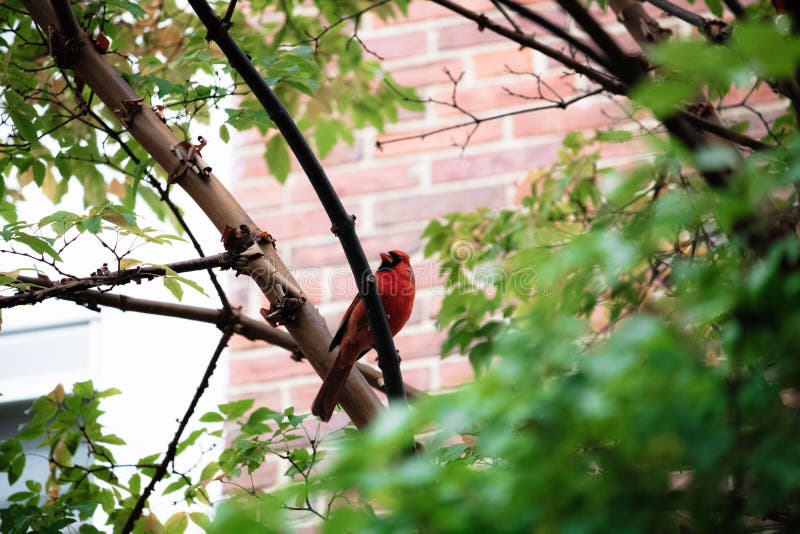 Low Angle Shot of a Northern Cardinal & X28;Cardinalis Cardinalis& X29 ...