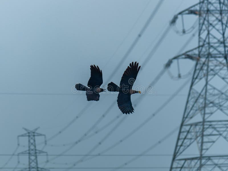 Low Angle Shot of a Pair of Crows Flying in a Blue Sky Near a Metal ...
