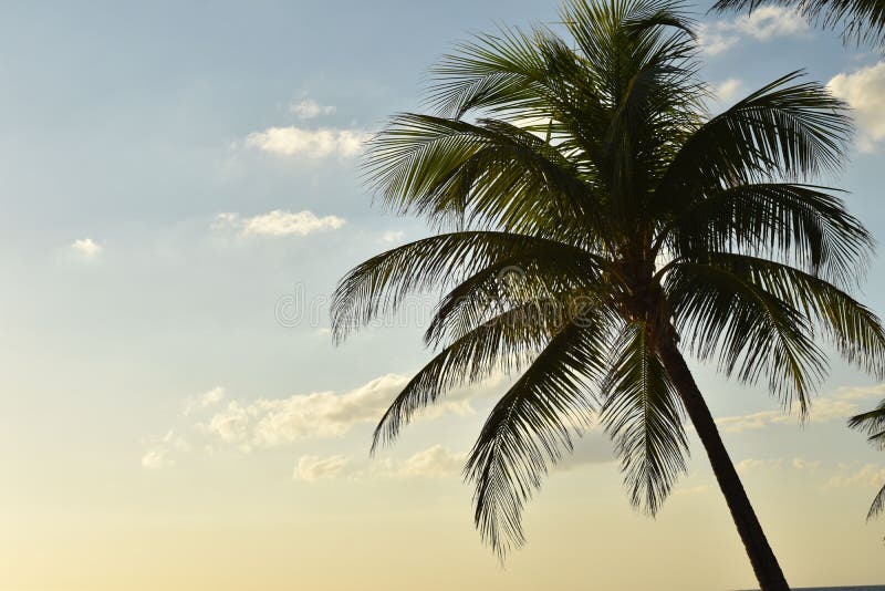 Low Angle Shot of a Palm Tree Under the Sunset Sky Stock Photo - Image ...