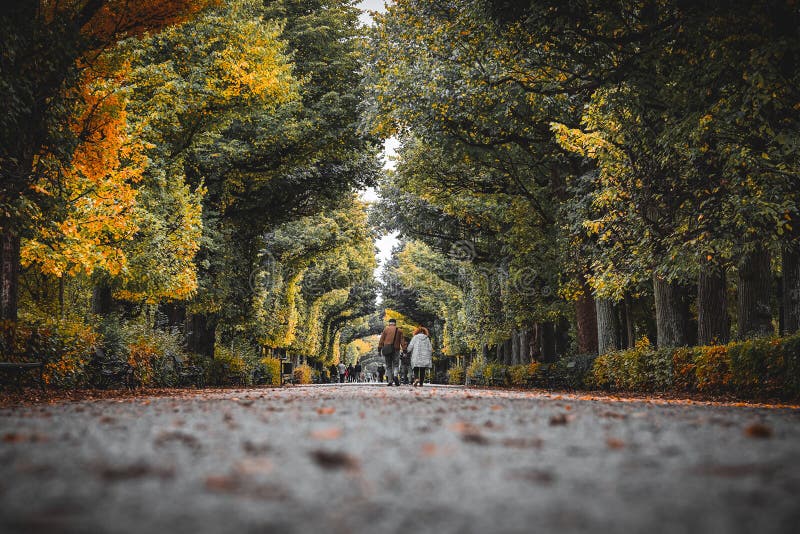 Low Angle Shot of a Park with Beautiful Trees in the Autumn Editorial ...