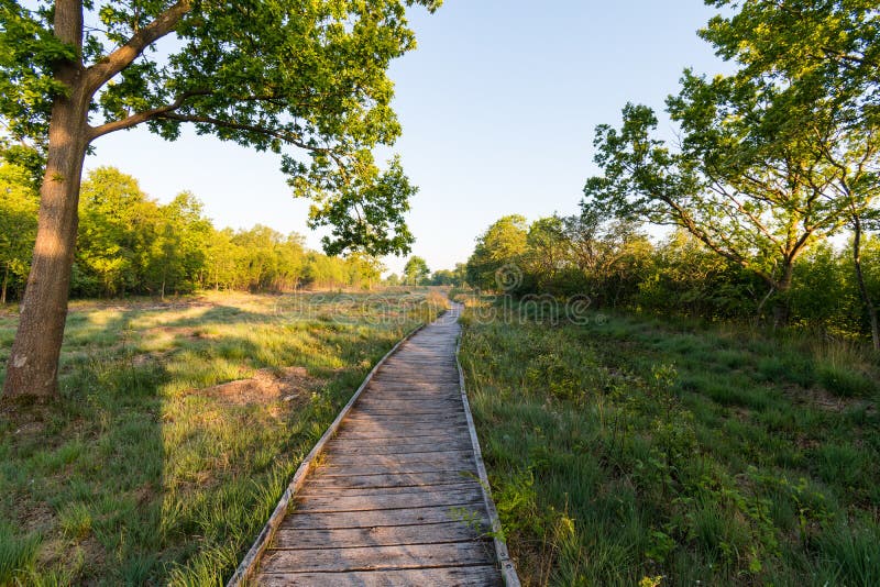 Low Angle Shot of a Path in Grassland and Trees Stock Photo - Image of ...