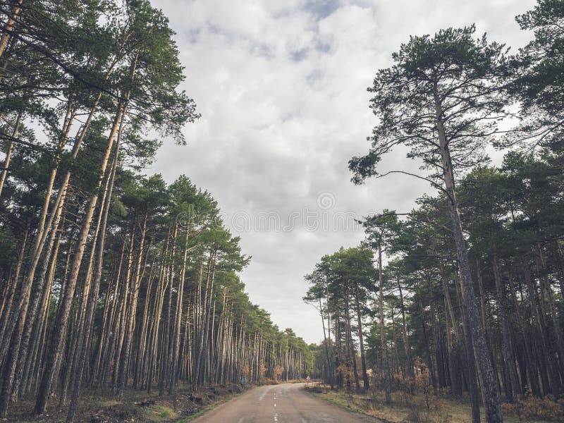 Low Angle Shot of a Path in a Pine Forest on a Cloudy Day Stock Image ...