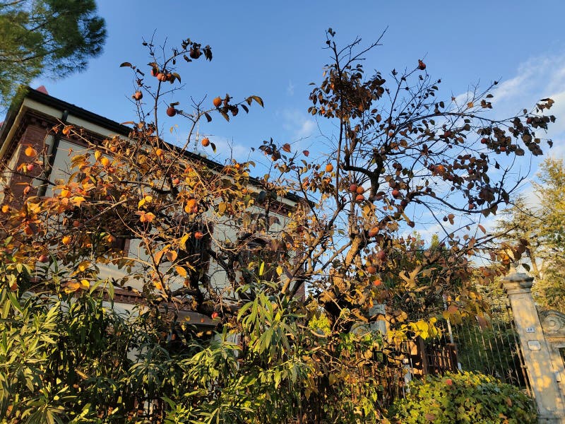 Low-angle Shot of a Persimmon Tree in the Yard. Stock Image - Image of ...