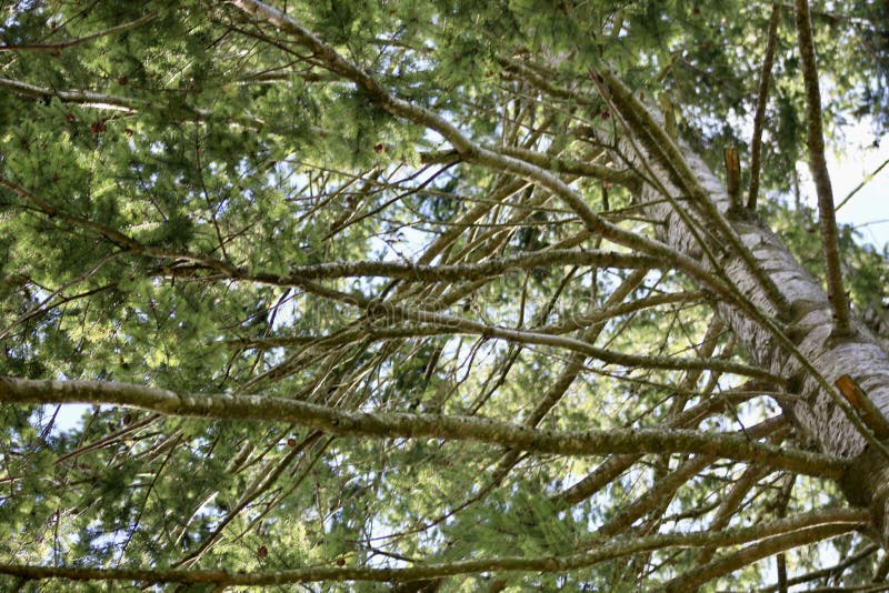 Low Angle Shot of a Pine Tree Stock Image - Image of angle, pine: 234738977