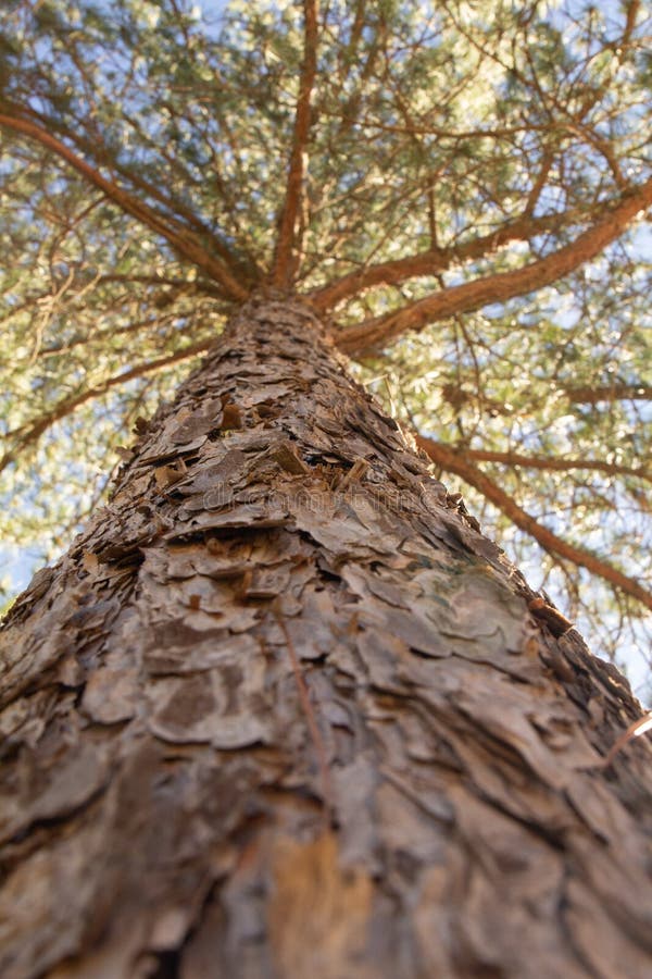 Low Angle Shot of a Pine Tree with a Close Looking of Its Log.. Looking ...