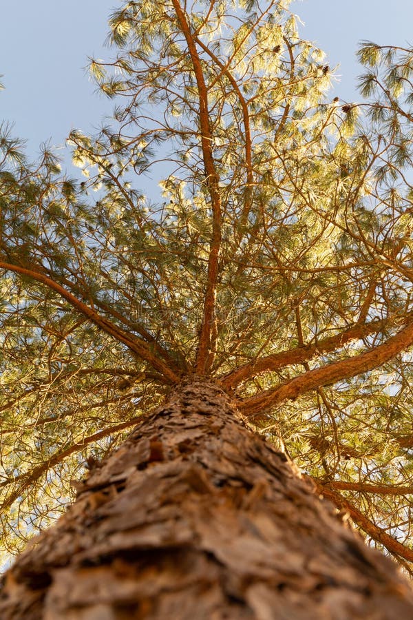 Low Angle Shot of a Pine Tree with a Close Looking of Its Log. Stock ...
