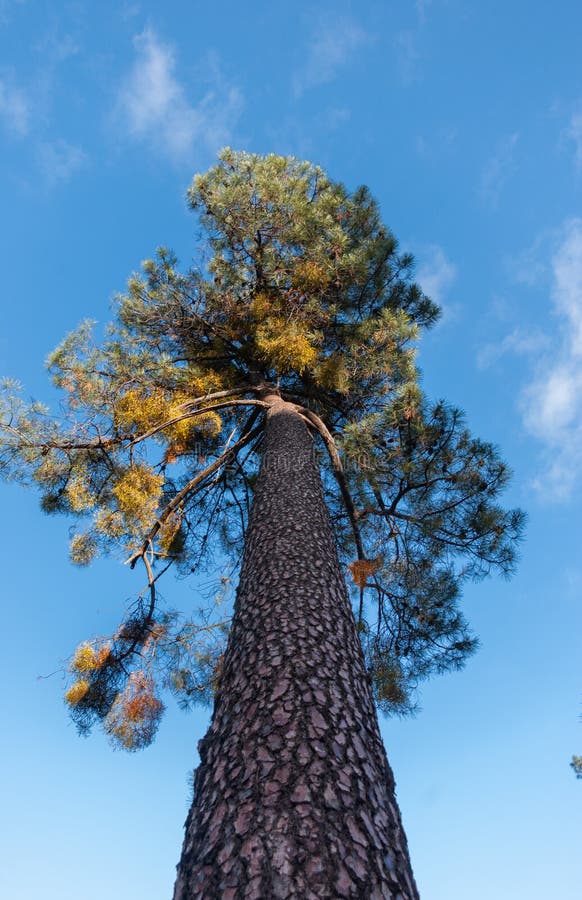 Low Angle Shot of a Pine Tree with a Close Looking of Its Log. Stock ...