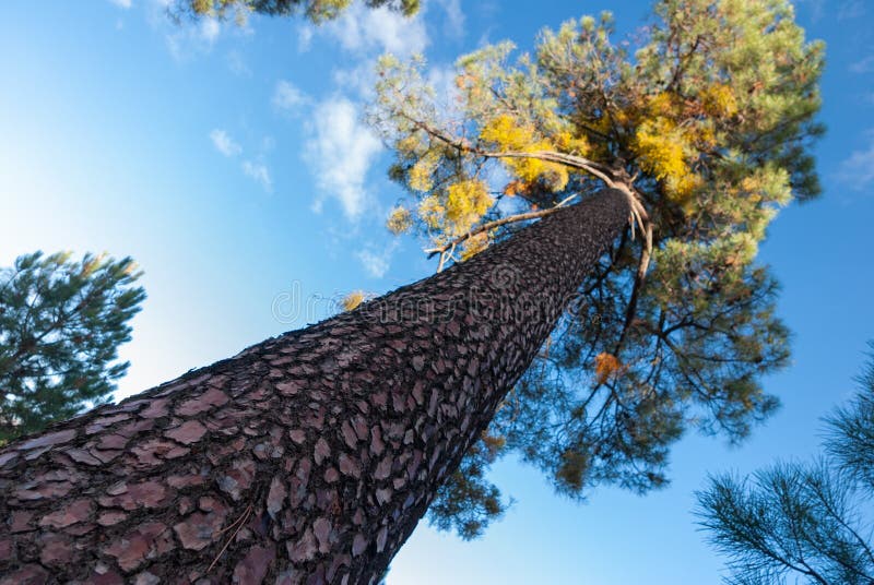 Low Angle Shot of a Pine Tree with a Close Looking of Its Log. Stock ...