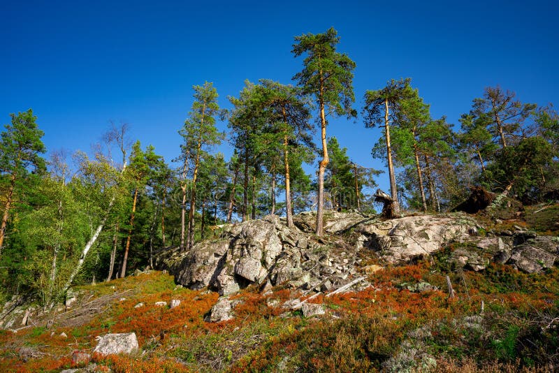 Low Angle Shot of a Pine Tree Forest Growing on a Mountain Stock Image ...