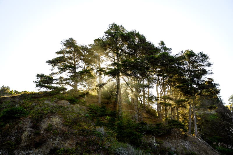 Low Angle Shot of Pine Trees Growing on a Rock with the Sun Rays ...