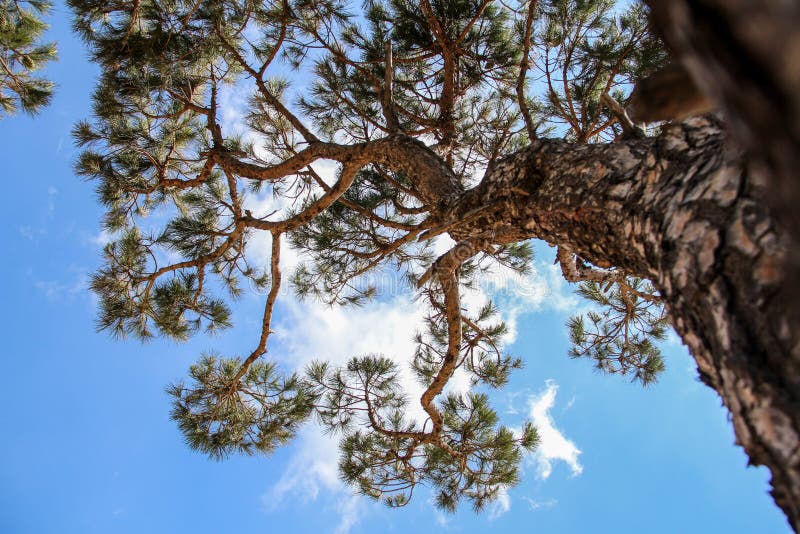 Low Angle Shot of a Pond Pine Tree Under the Bright Sky with a Few ...