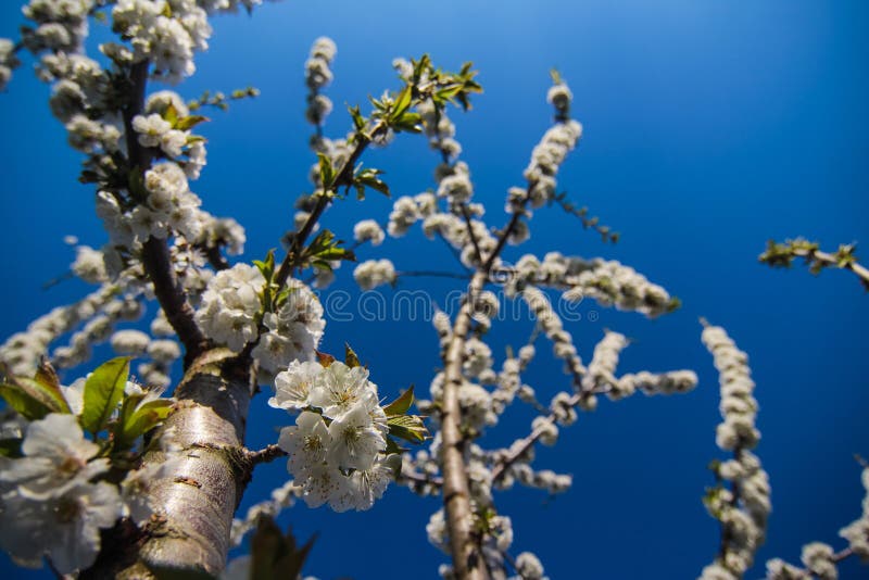 Low Angle Shot of the Pretty Cherry Blossom Tree Stock Photo - Image of ...