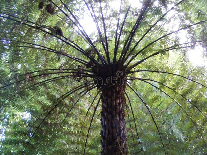 Punga Tree stock photo. Image of grow, nature, pacific - 25402052