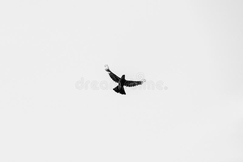 Low Angle Shot of a Raven Flying in the Daylight - Perfect for ...