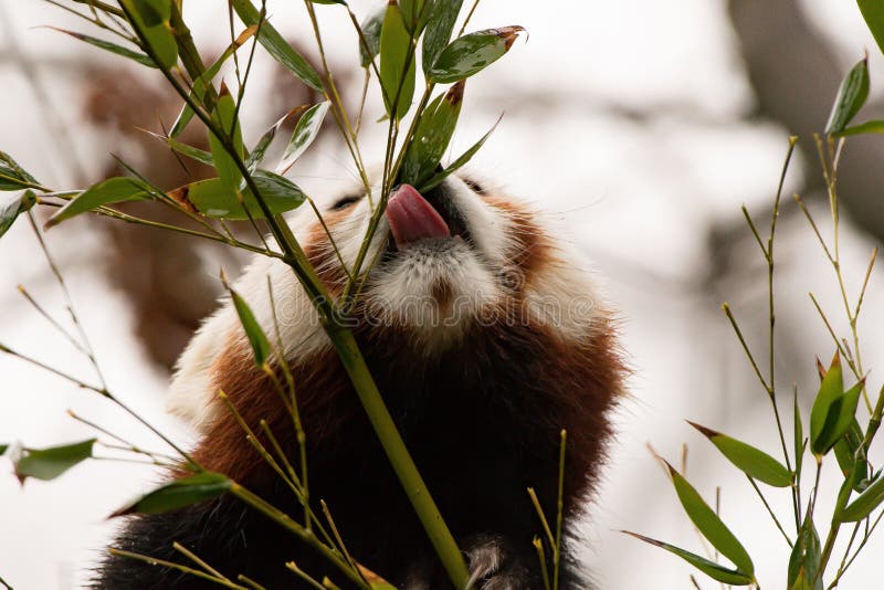 Low-angle Shot of a Red Panda Eating Bamboo Leaves Stock Image - Image ...