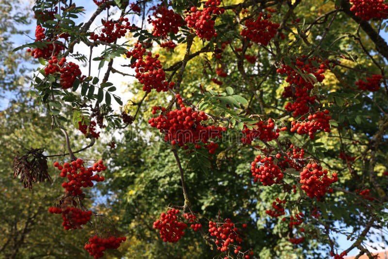 Low-angle Shot of the Red Rowan Berries on the Rowan Tree Branches ...