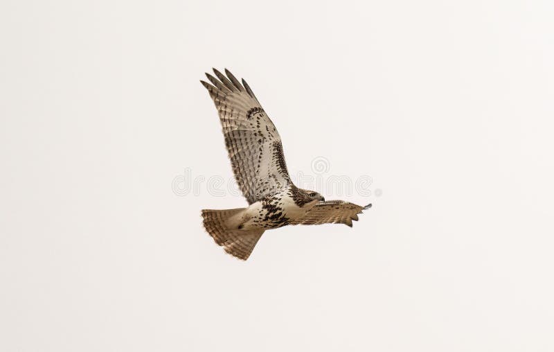 Low Angle Shot of a Red-tailed Hawk Flying on a Gloomy Cloudy Day Stock ...