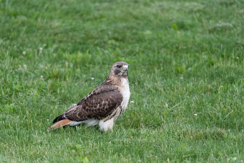Low Angle Shot of a Red-tailed Hawk on Green Grass Stock Photo - Image ...