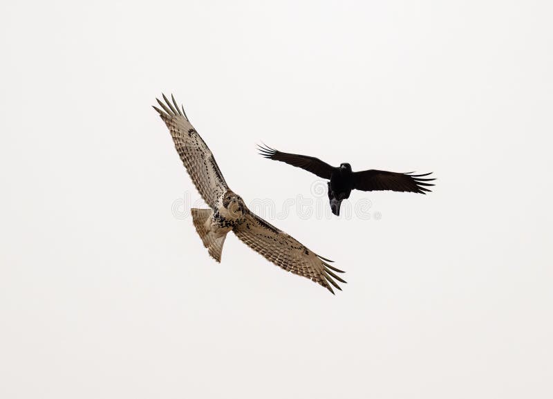 Low Angle Shot of a Red-tailed Hawk and a Raven Flying on a Gloomy ...