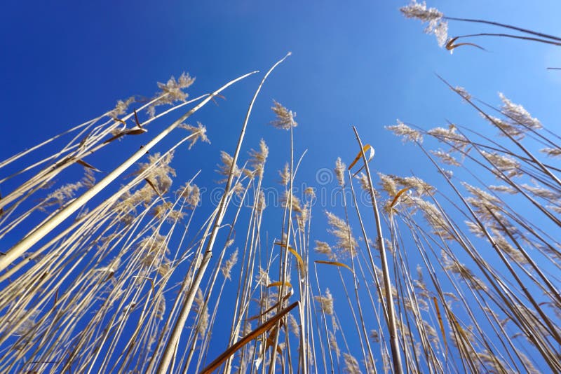 Low-angle Shot of a Reed Field Against a Blue Sky Under Sunlight Stock ...