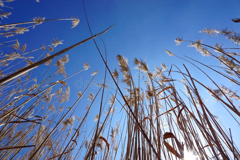 Low-angle Shot of a Reed Field Against a Blue Sky Under Sunlight Stock ...