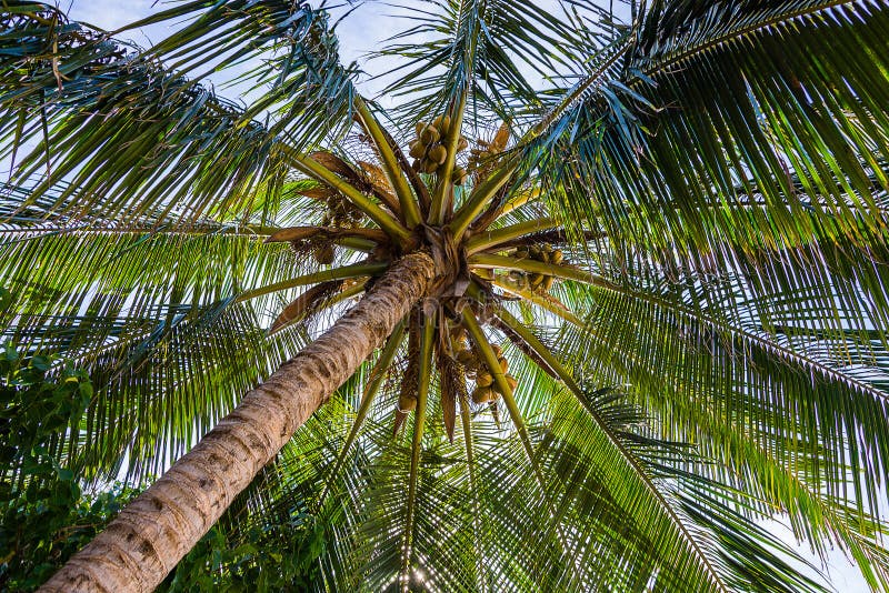 Low Angle Shot of the Ripe Coconuts on the Coconut Palm Tree Stock ...