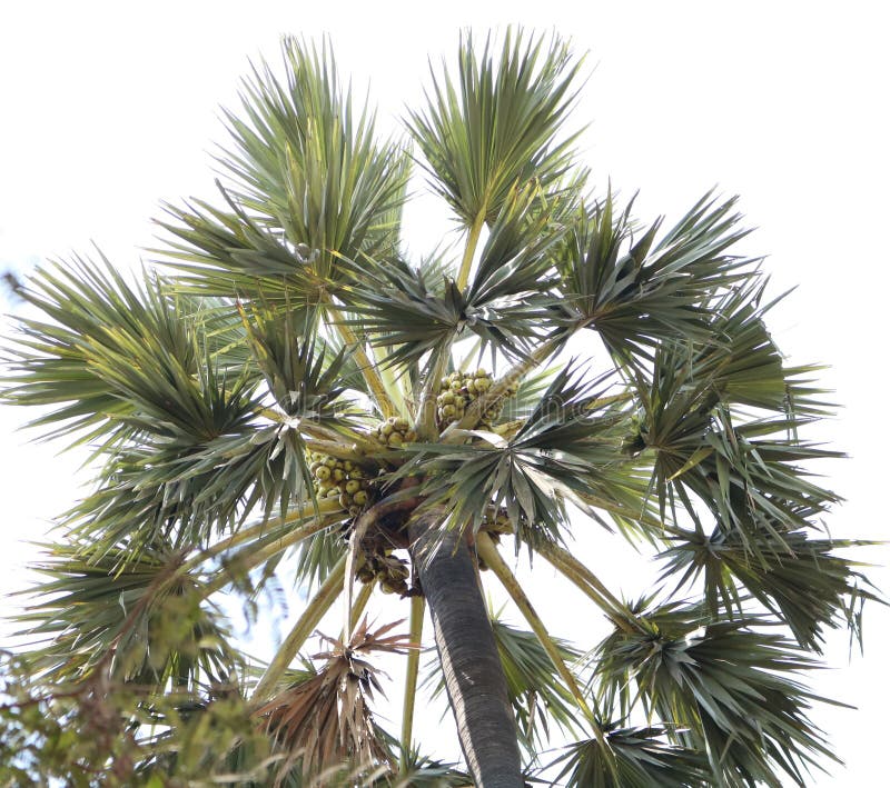 Low-angle Shot of Sabal Tree Branches with the Background of the Sky ...
