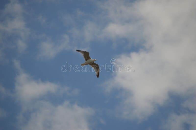 Low Angle Shot of a Seagull in Flight Stock Image - Image of water ...
