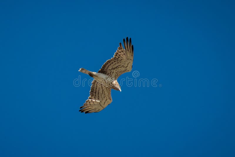 Low-angle Shot of a Short-toed Snake Eagle Flying in the Sky Stock ...