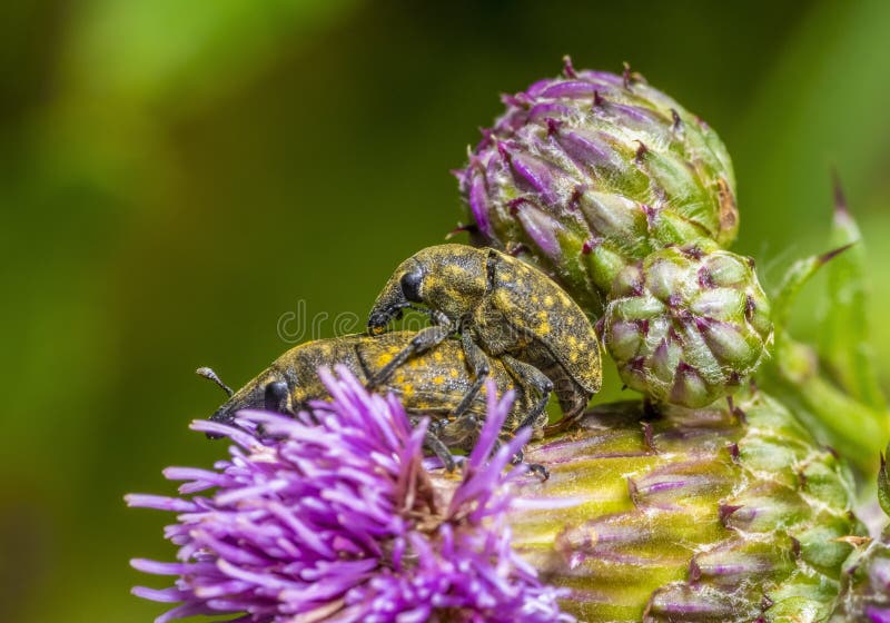 Mating weevil stock image. Image of beetle, mating, nature - 271859847