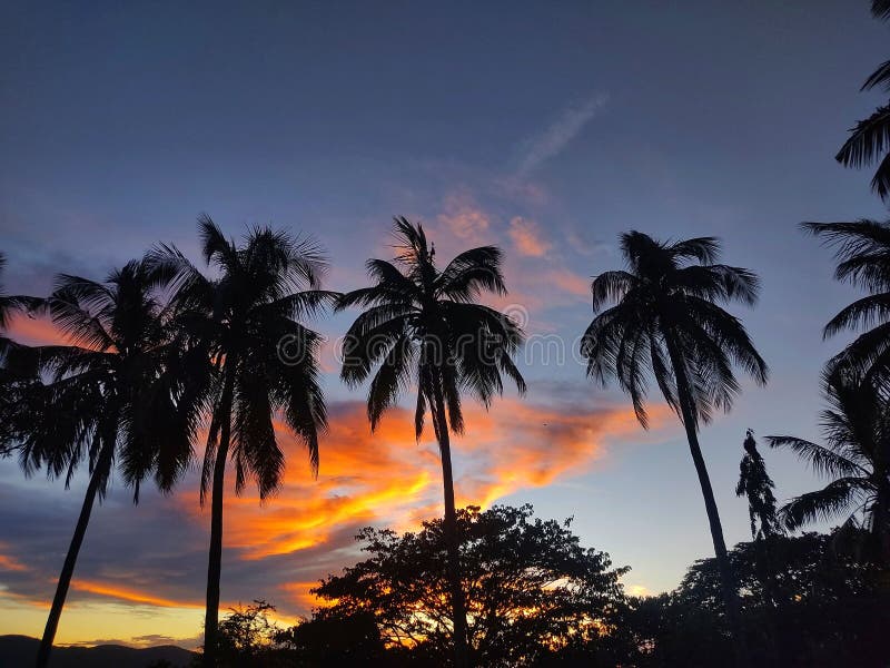 Low Angle Shot of Silhouettes of Palm Trees Under a Sunset Sky Stock ...