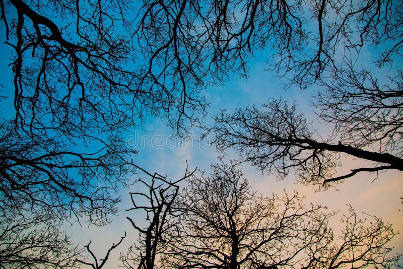 Low Angle Shot of Silhouettes of Trees Under the Sky Stock Photo ...