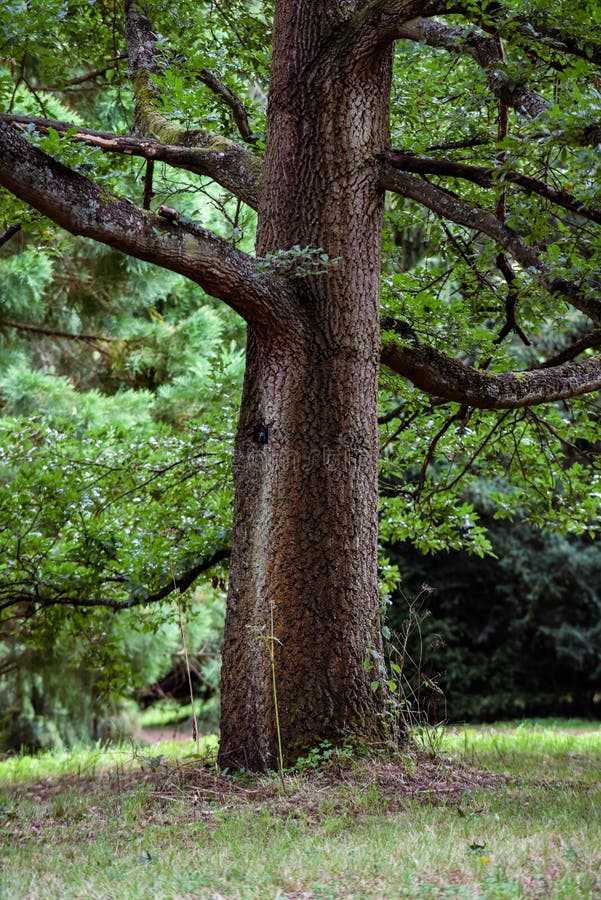 Low Angle Shot of a Single Tree in a Forest Stock Image - Image of ...