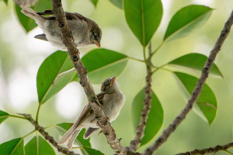Low Angle Shot of Small Birds Sitting on a Tree Branch with Green ...