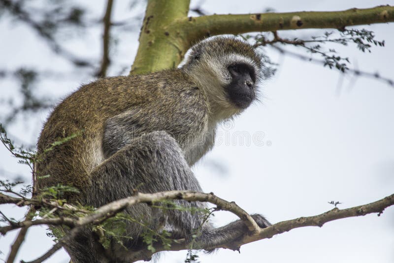 Low Angle Shot of a Small Monkey on the Branch of a Tree Captured in ...