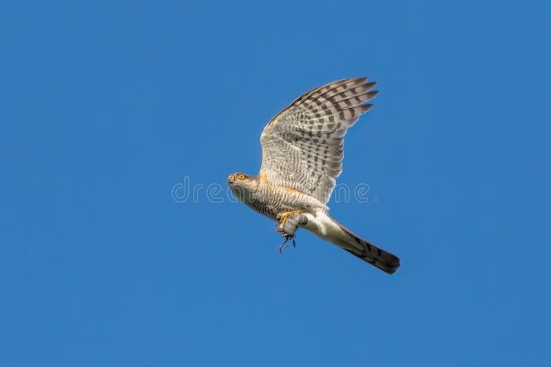 Low Angle Shot of a Sparrowhawk Bird Flying in a Clear Blue Sky Stock ...