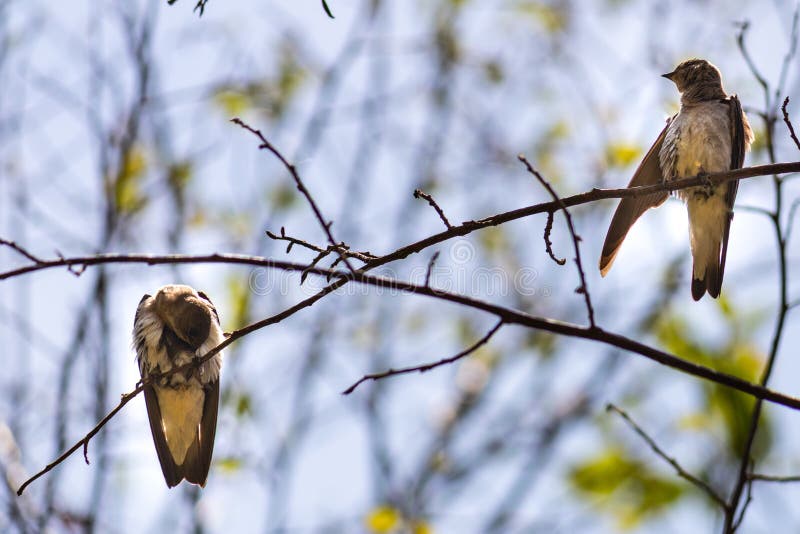 Two Red and Blue Sparrows Were Perched on a Tree Stock Photo - Image of ...