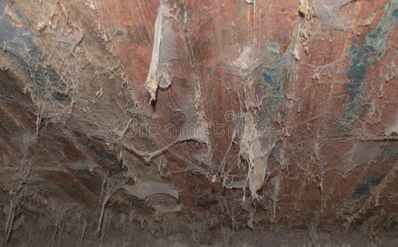Low Angle Shot of Spider Web on the Ceiling Stock Image - Image of roof ...