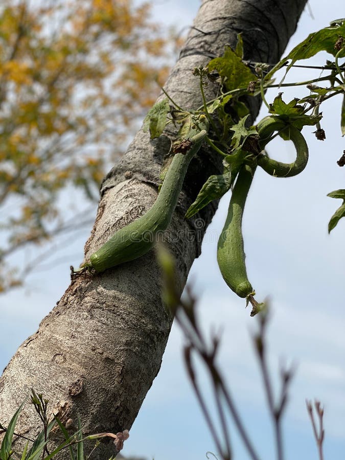Low Angle Shot of Sponge Gourd Growing on Tree with Sky in Background ...