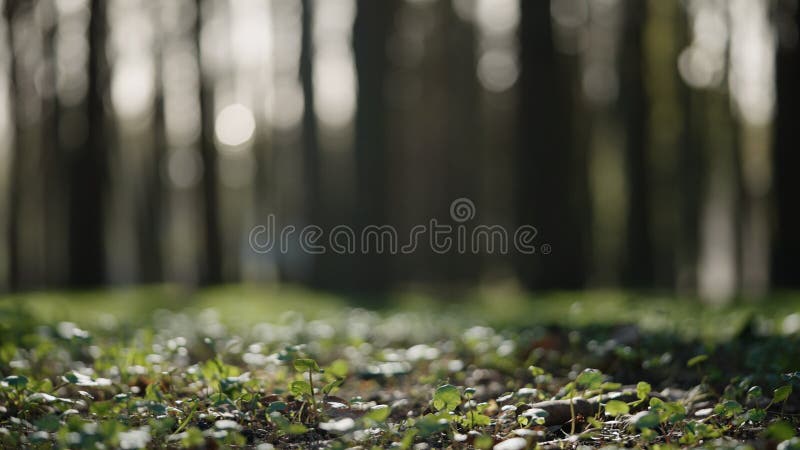 Low Angle Shot of Spring Forest with Ground Plants Stock Image - Image ...