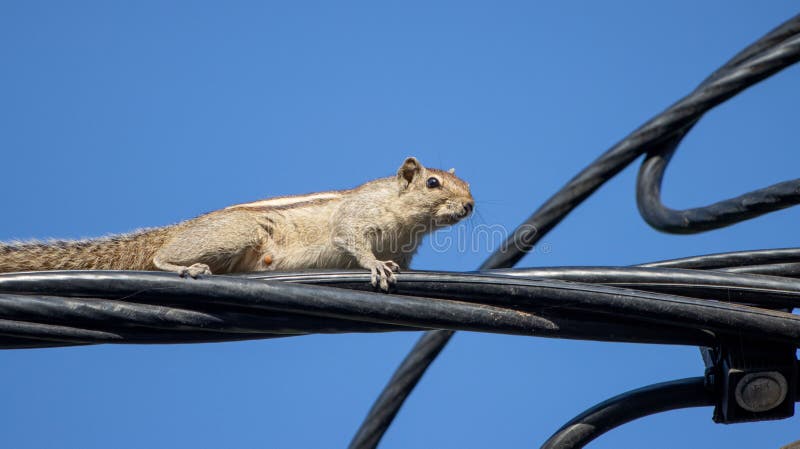 Low Angle Shot of a Squirrel Crawling Around on an Electrical Wire ...