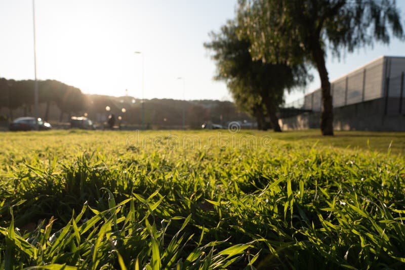 Low Angle Shot on Street from Grass Stock Image - Image of meadow ...
