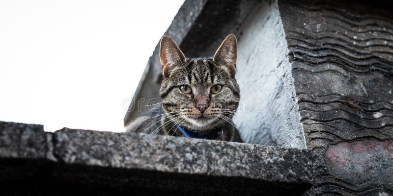 Low Angle Shot of a Striped Cat Looking Over a Ledge Stock Image ...
