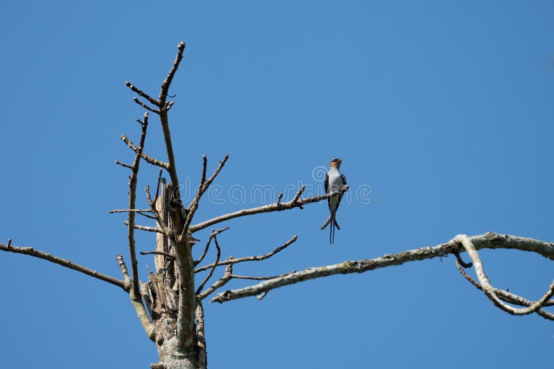 Low Angle Shot of a Swallow Bird Perched on a Bare Tree Branch Stock ...